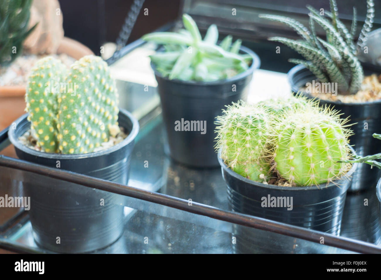 Small plant pot displayed beside the window, stock photo Stock Photo ...