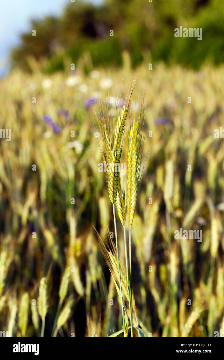 agriculture , grass grows Stock Photo - Alamy
