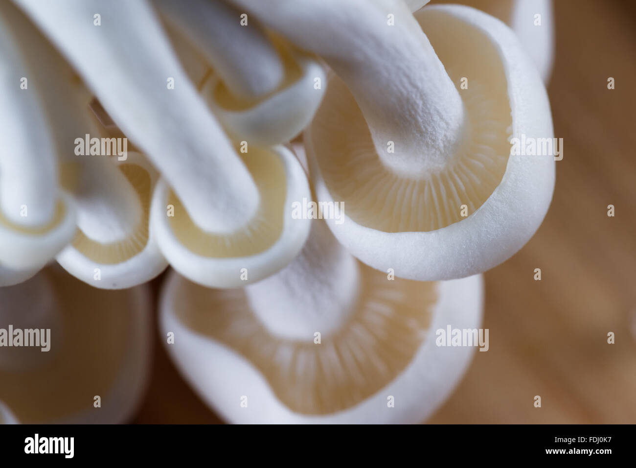 Close up of a cluster of raw organic white bunapi mushrooms Stock Photo ...