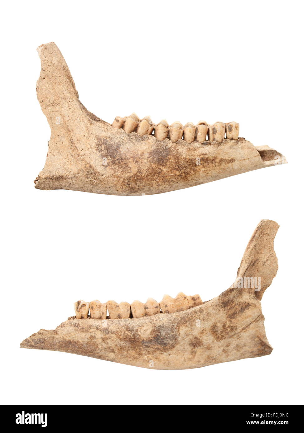 red deer doe isolated mandible, from an animal eaten by humans in the ...