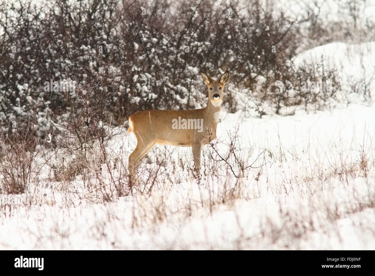 roe deer doe looking at the camera, image taken in a winter day Stock ...