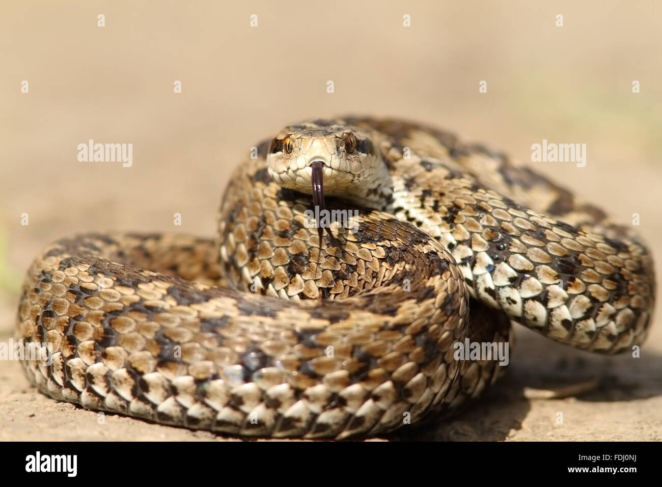 the elusive hungarian meadow viper ( Vipera ursinii rakosiensis Stock ...