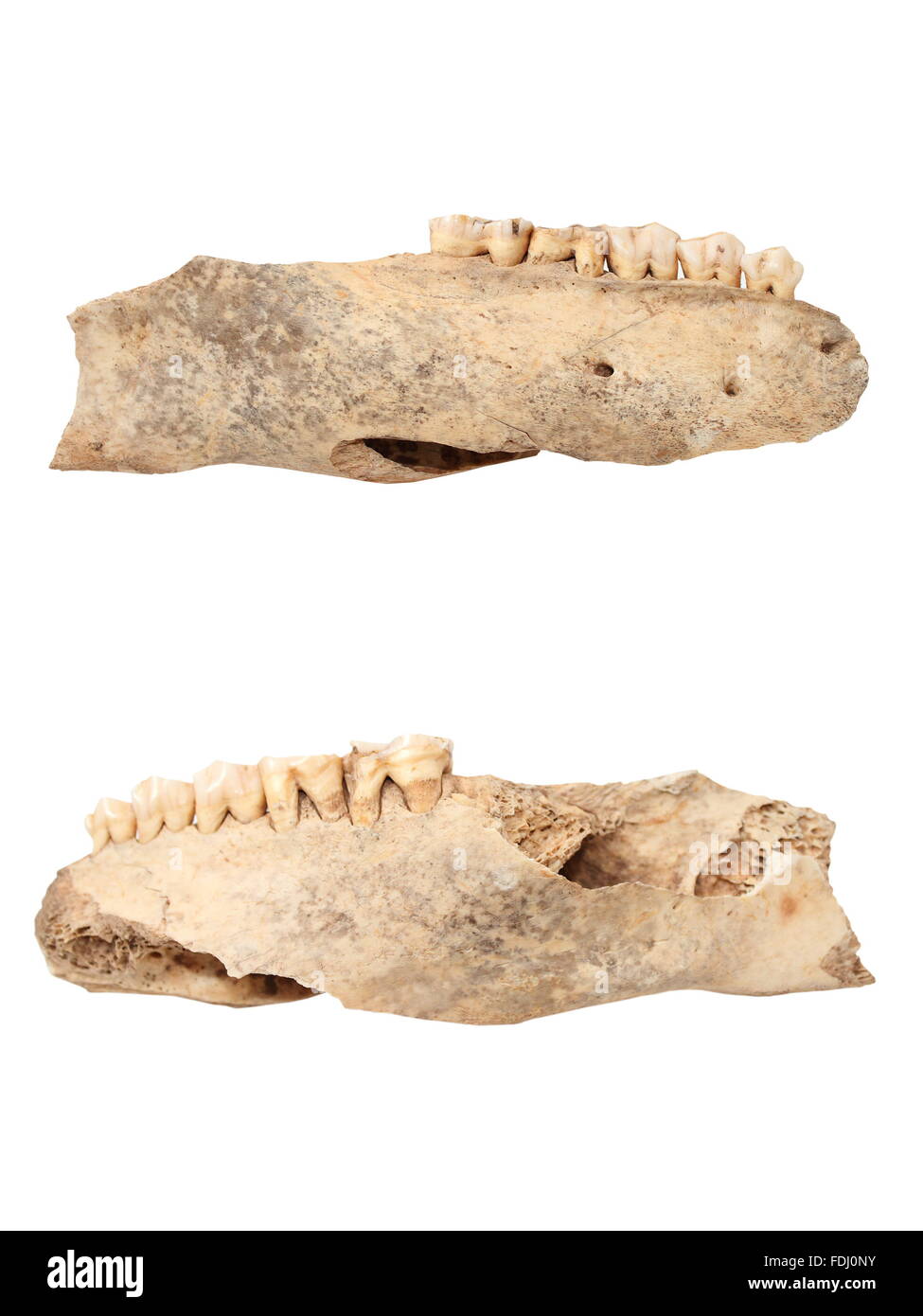 wild boar ancient mandible isolated over white background, two angle ...