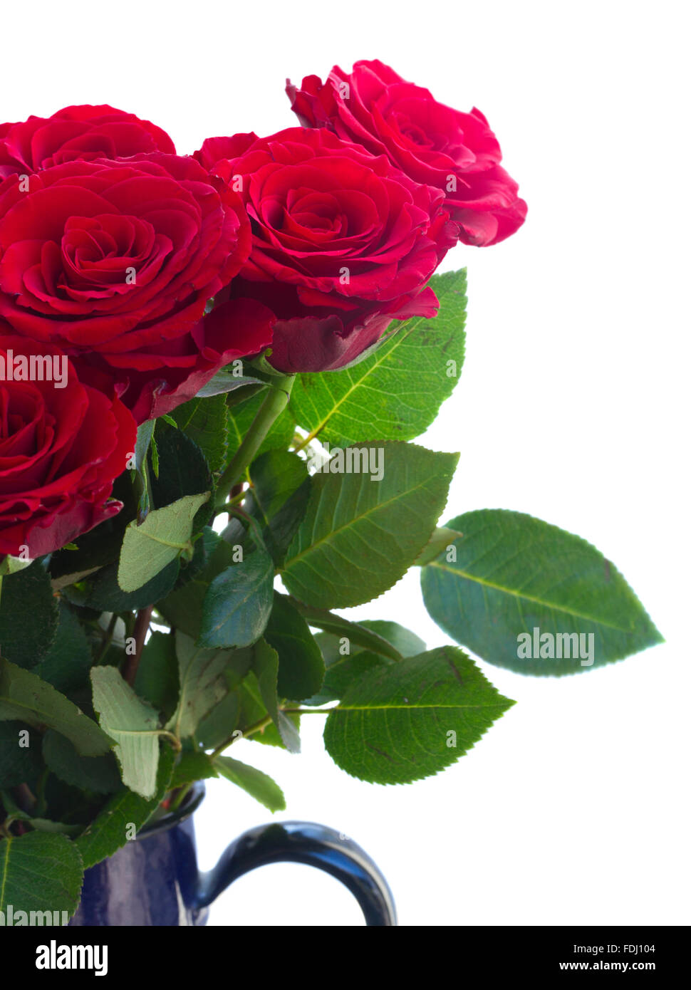 red roses in blue pot Stock Photo - Alamy