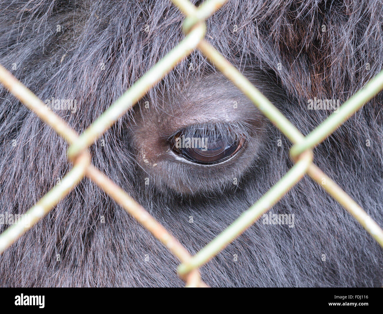 Buffalo eye hi-res stock photography and images - Alamy
