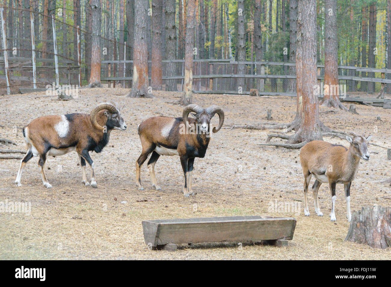Ovis gmelini orientalis hi-res stock photography and images - Alamy