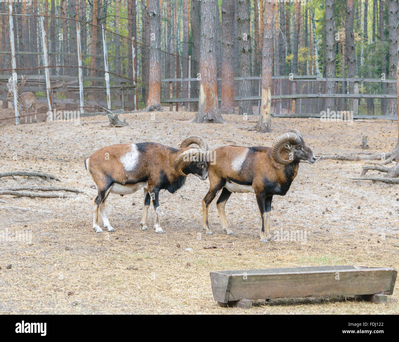 Muflons (ovis gmelini, ovis orientalis) in the forest Stock Photo - Alamy