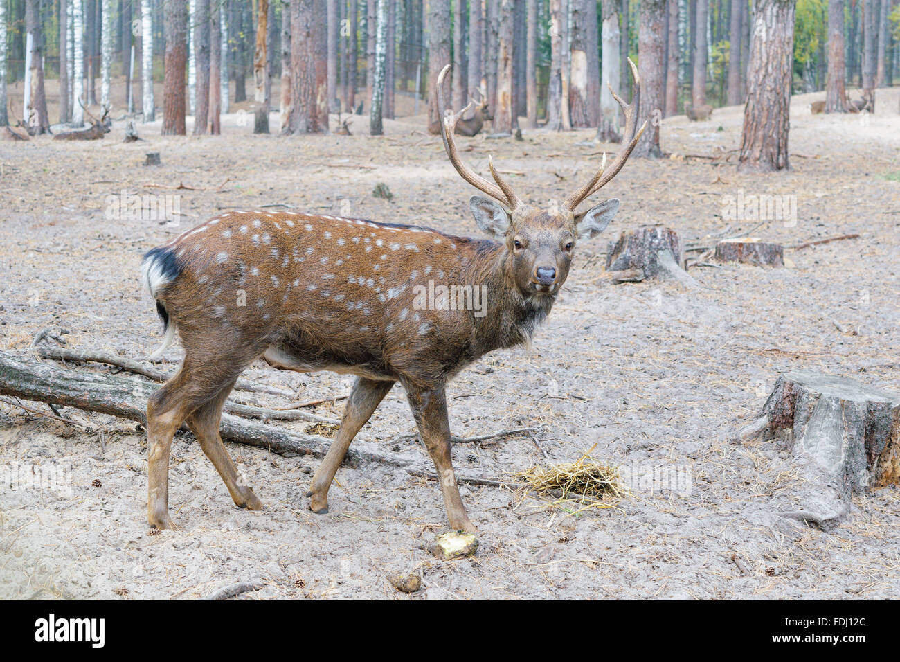 Red deer with antlers Stock Photo - Alamy