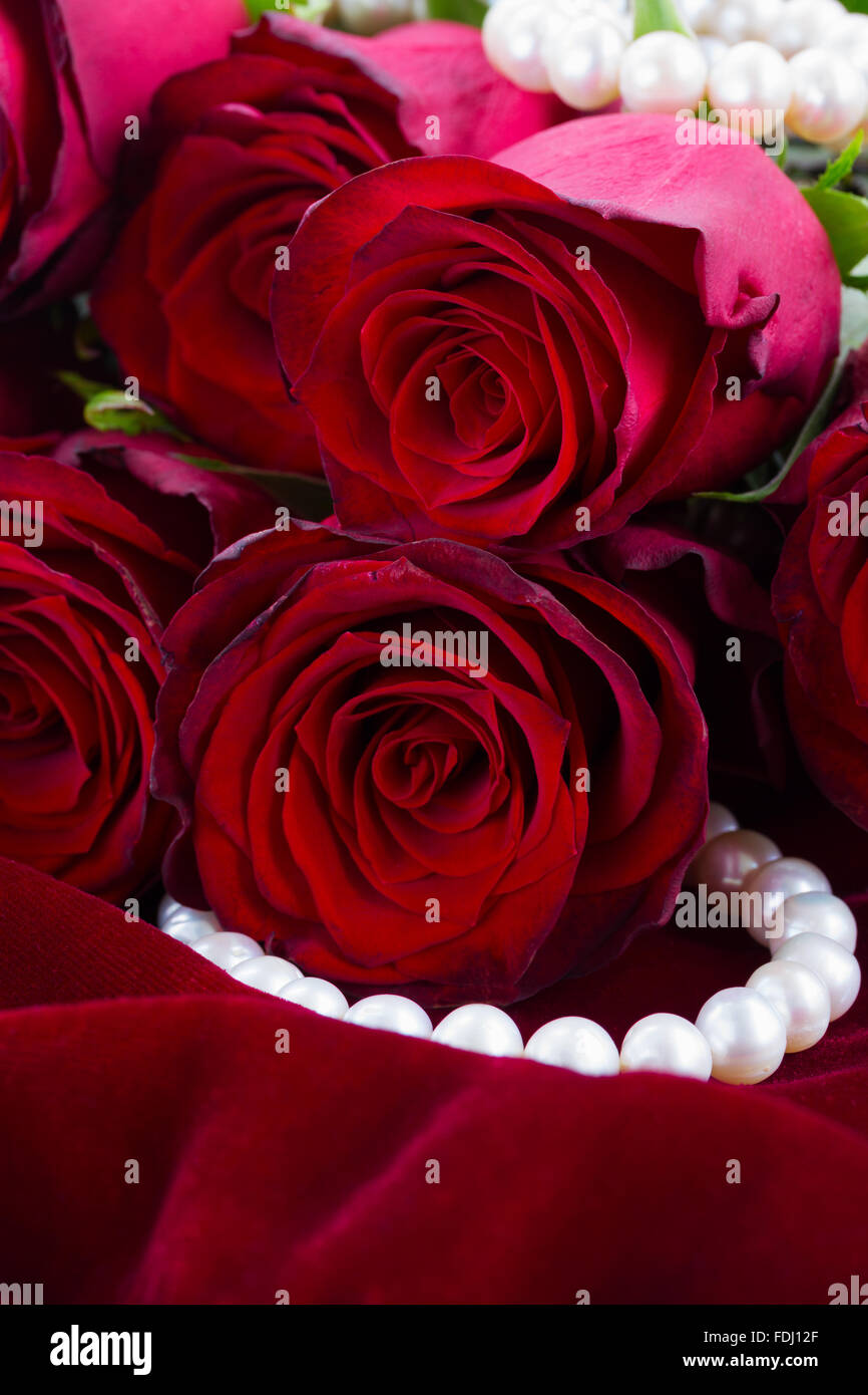 red rose on velvet Stock Photo - Alamy