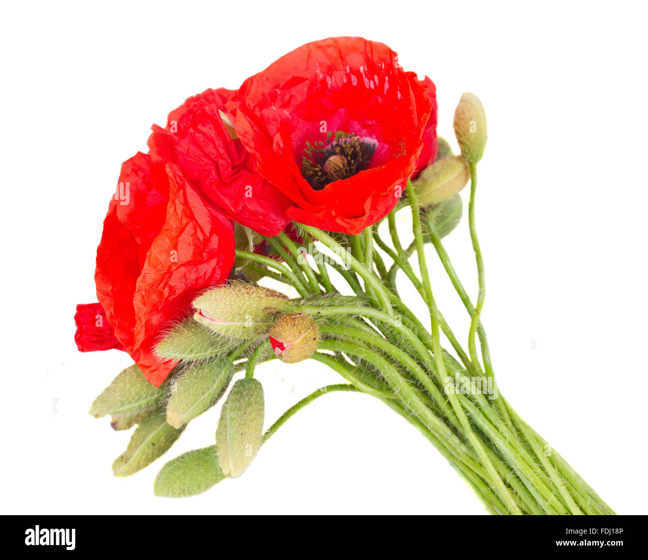 Poppy fresh flowers Stock Photo - Alamy