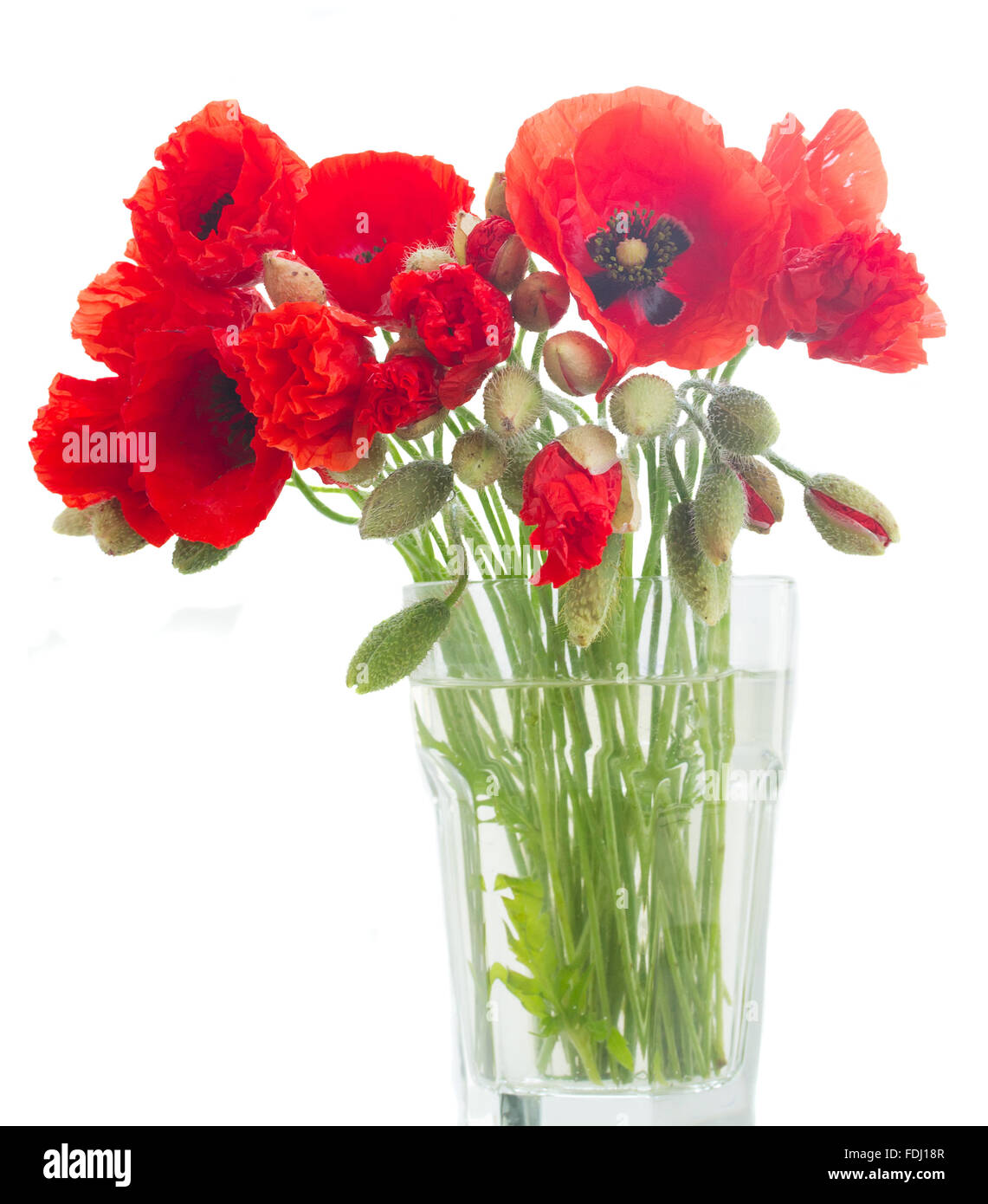 Poppy fresh flowers Stock Photo - Alamy