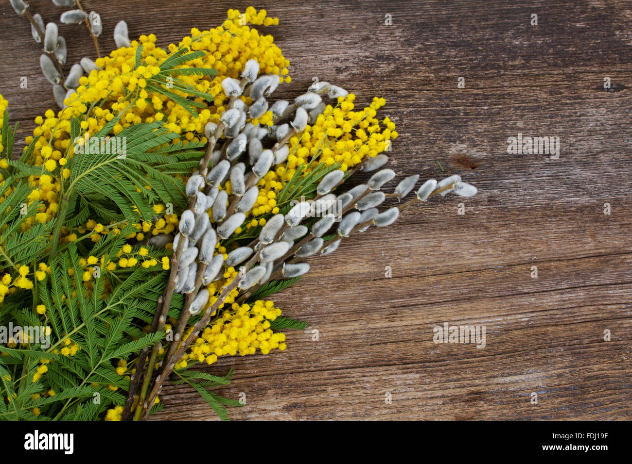 French mimosa with catkins Stock Photo - Alamy