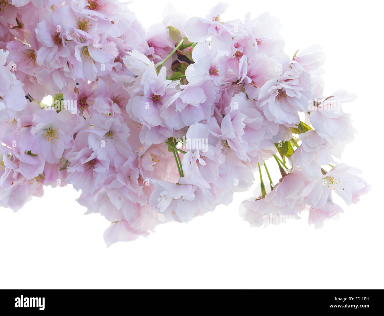 Cherry tree twig Stock Photo - Alamy