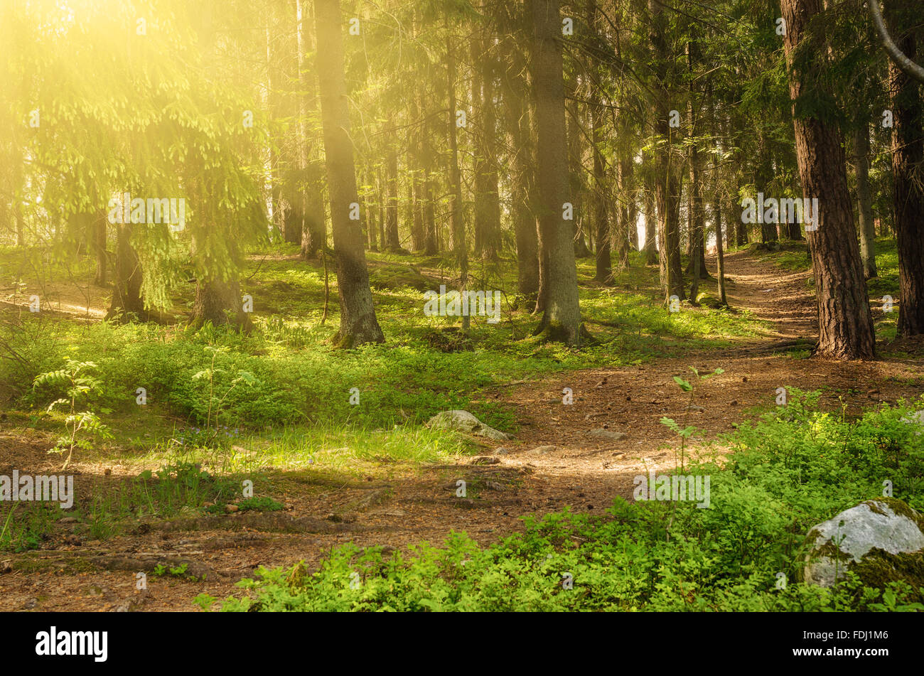 North scandinavian forest Stock Photo - Alamy