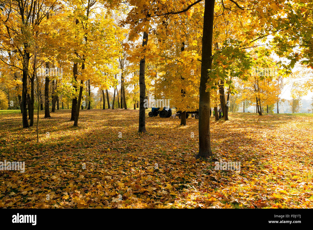 Belarus forest hi-res stock photography and images - Alamy