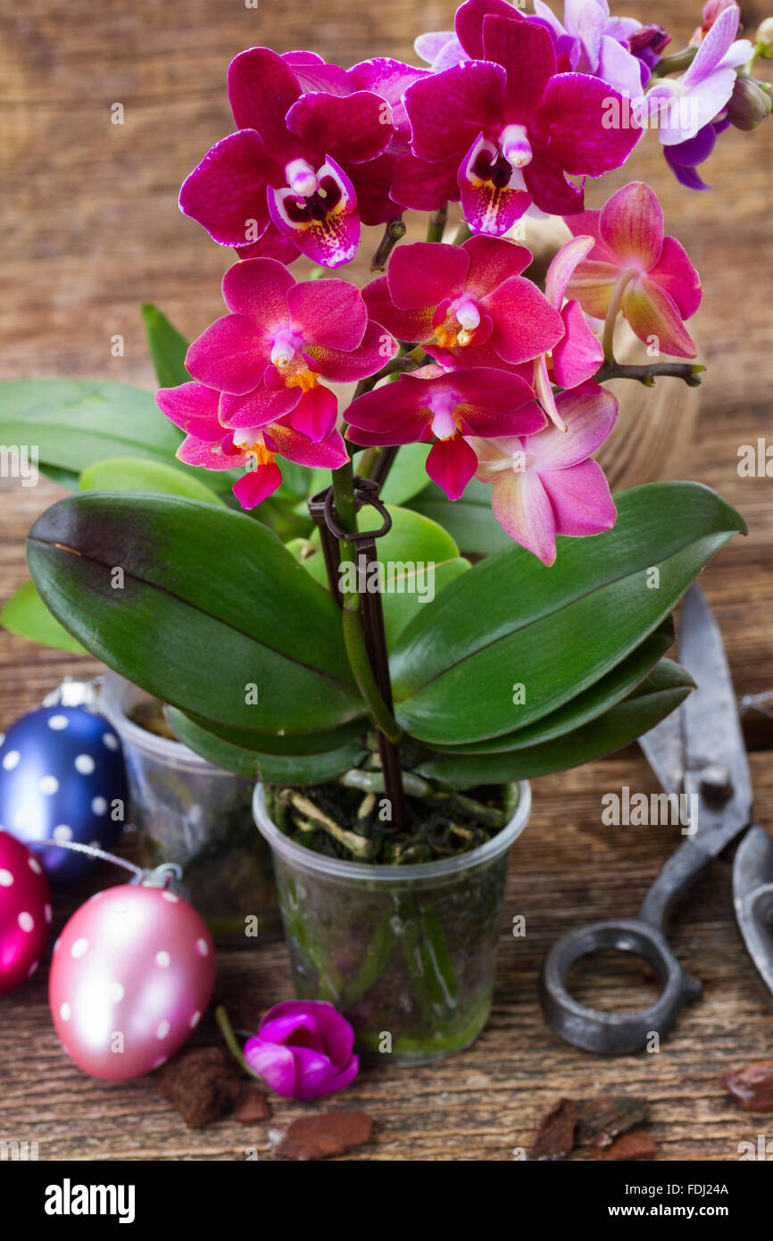 Spring violet orchids Stock Photo - Alamy