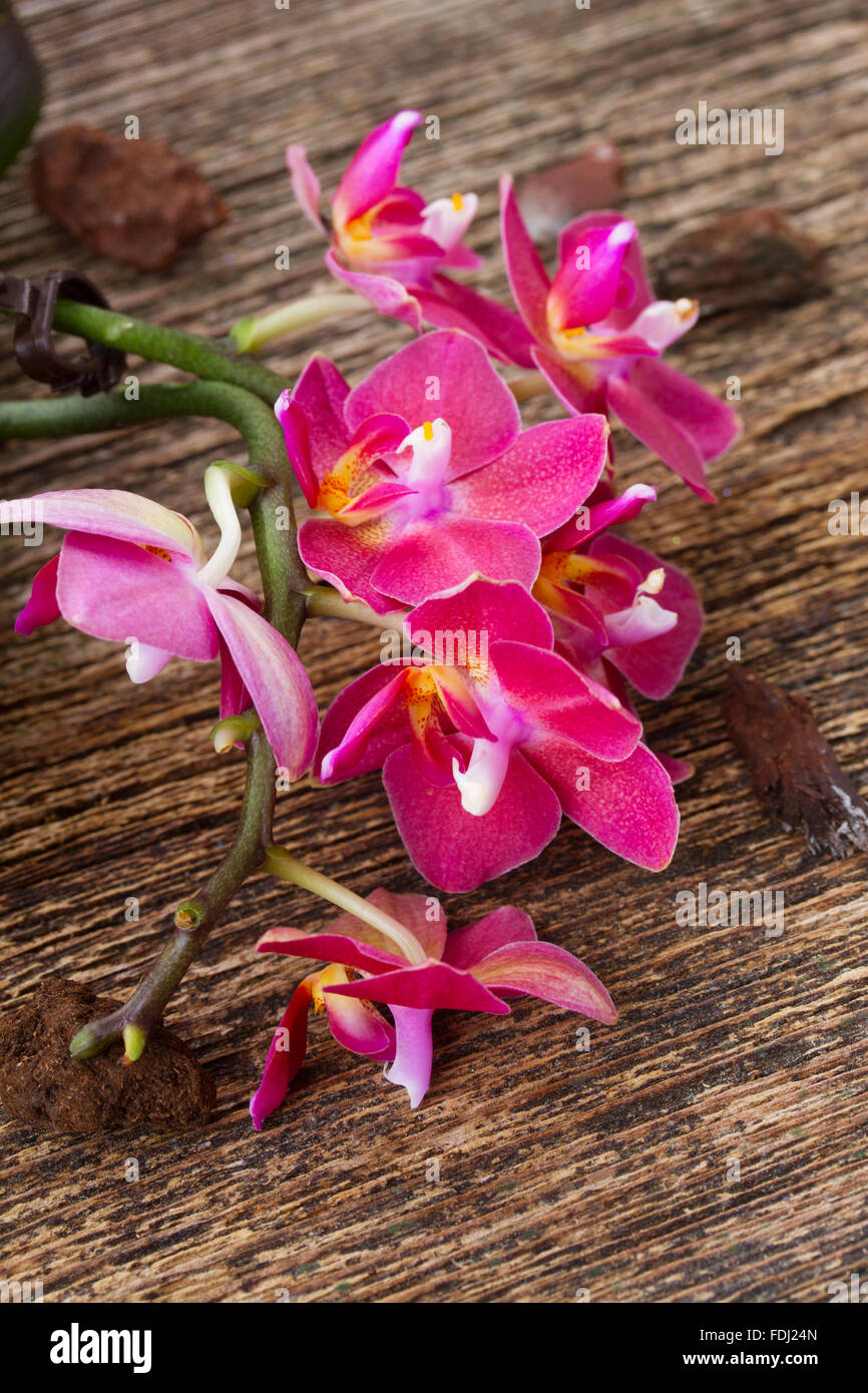 Bunch of violet orchids Stock Photo - Alamy
