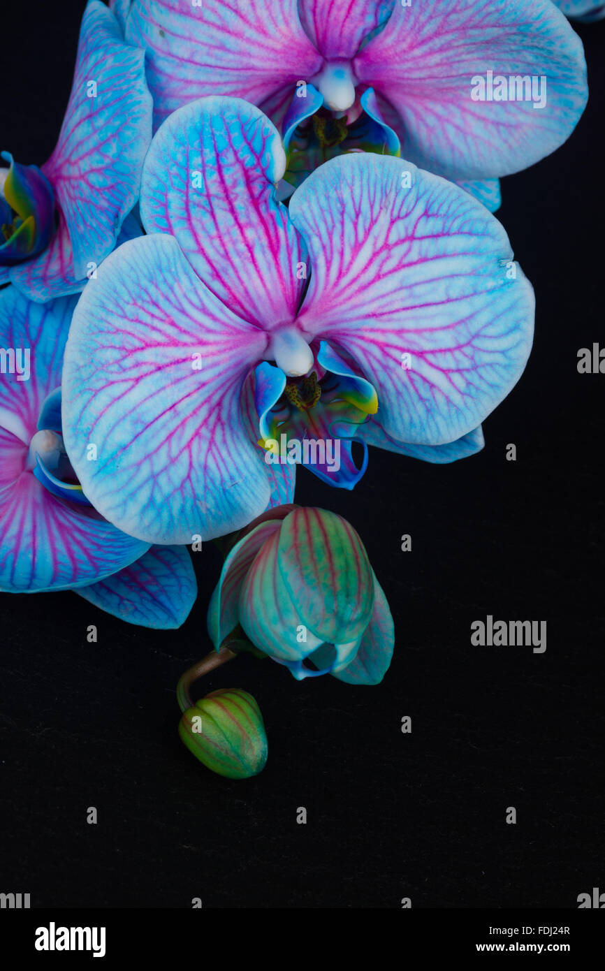 Bunch of violet orchids Stock Photo - Alamy