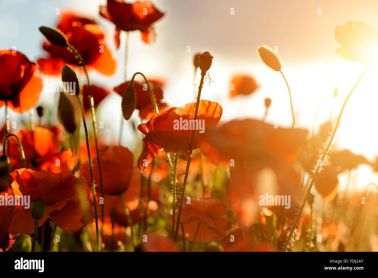 Corn flowers hi-res stock photography and images - Alamy