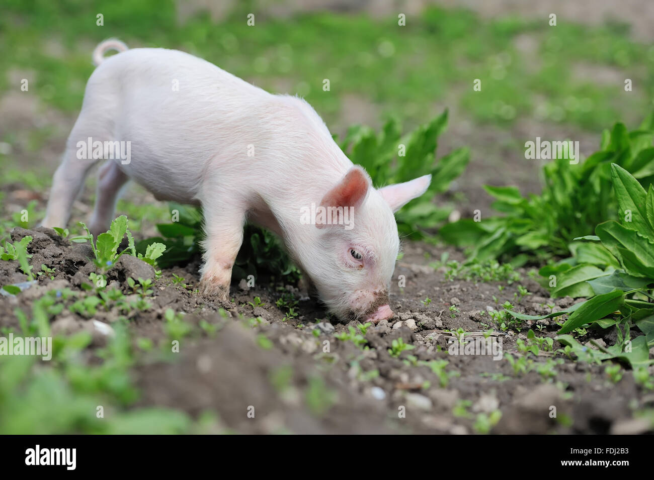 Piglet on a farm hi-res stock photography and images - Alamy