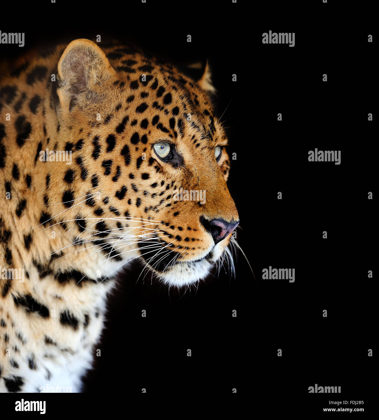 Leopard portrait on dark background Stock Photo - Alamy