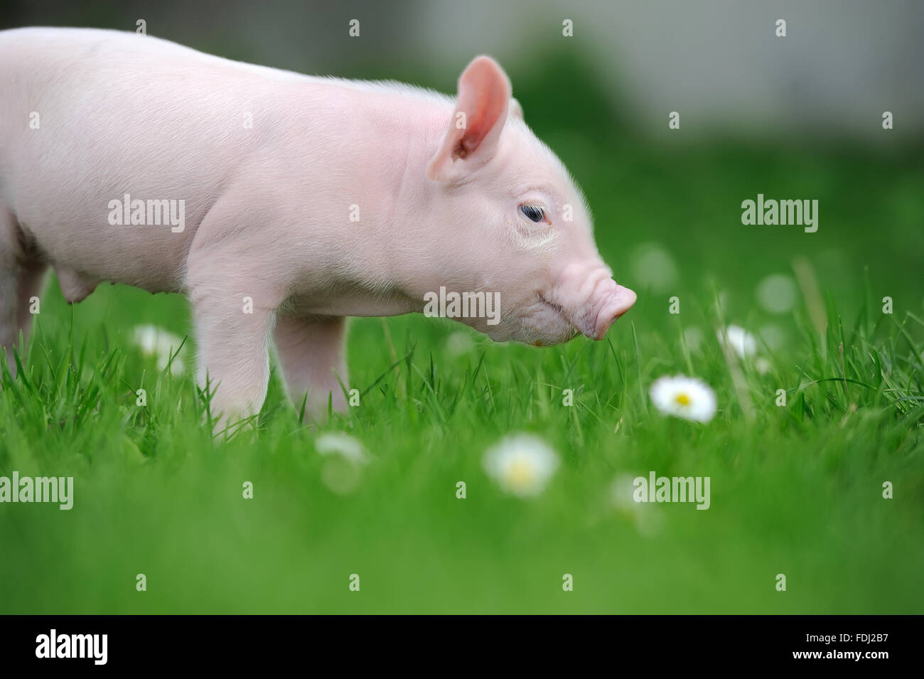 Piglet on spring green grass on a farm Stock Photo - Alamy