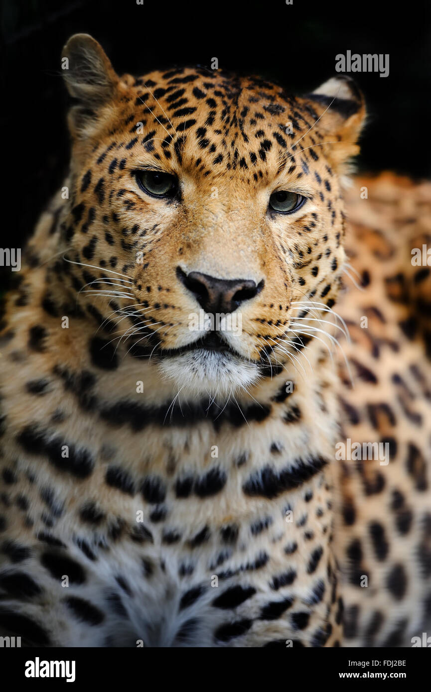 Angry wild leopard on black background Stock Photo - Alamy