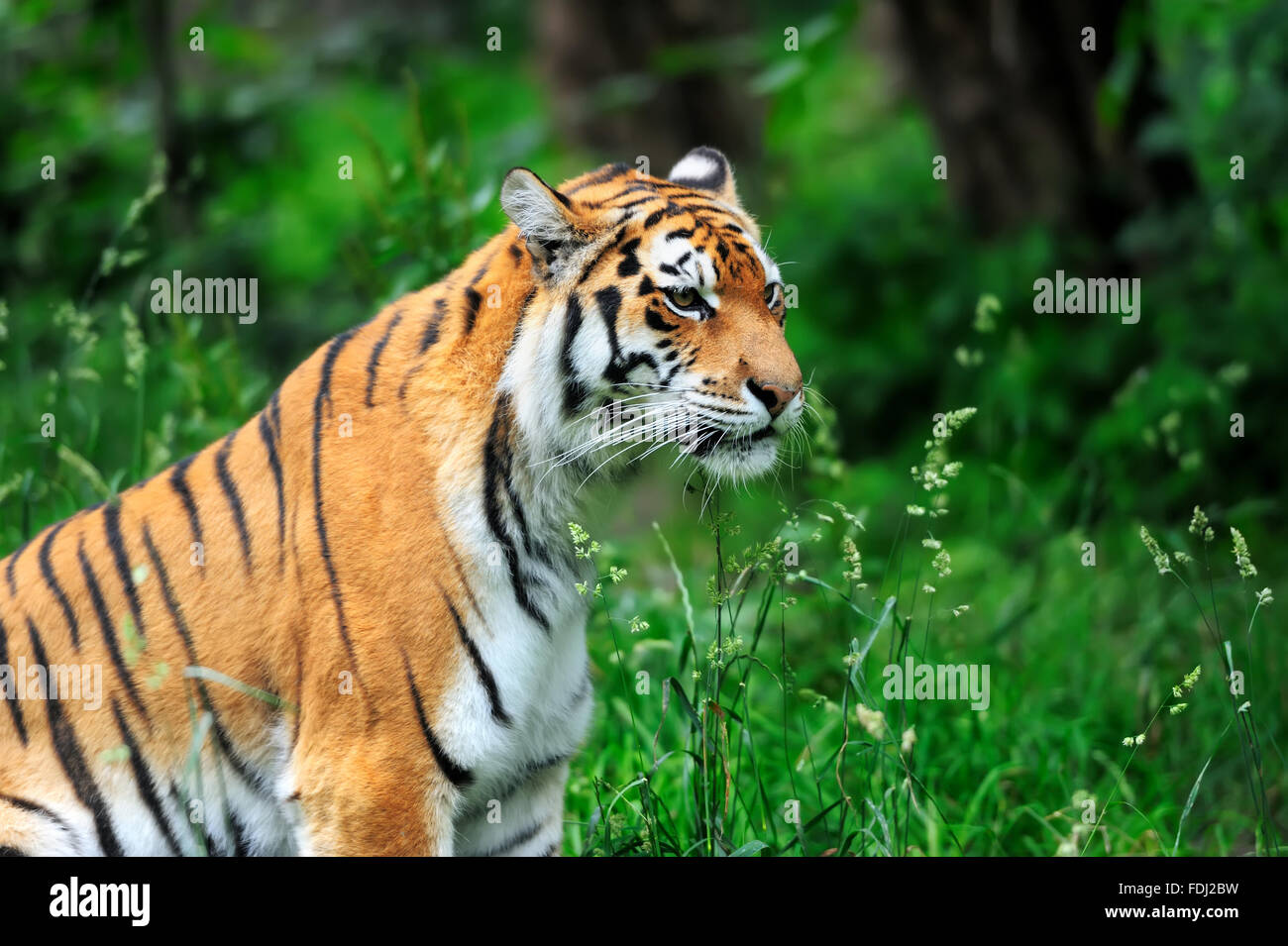 Summer tiger hi-res stock photography and images - Alamy