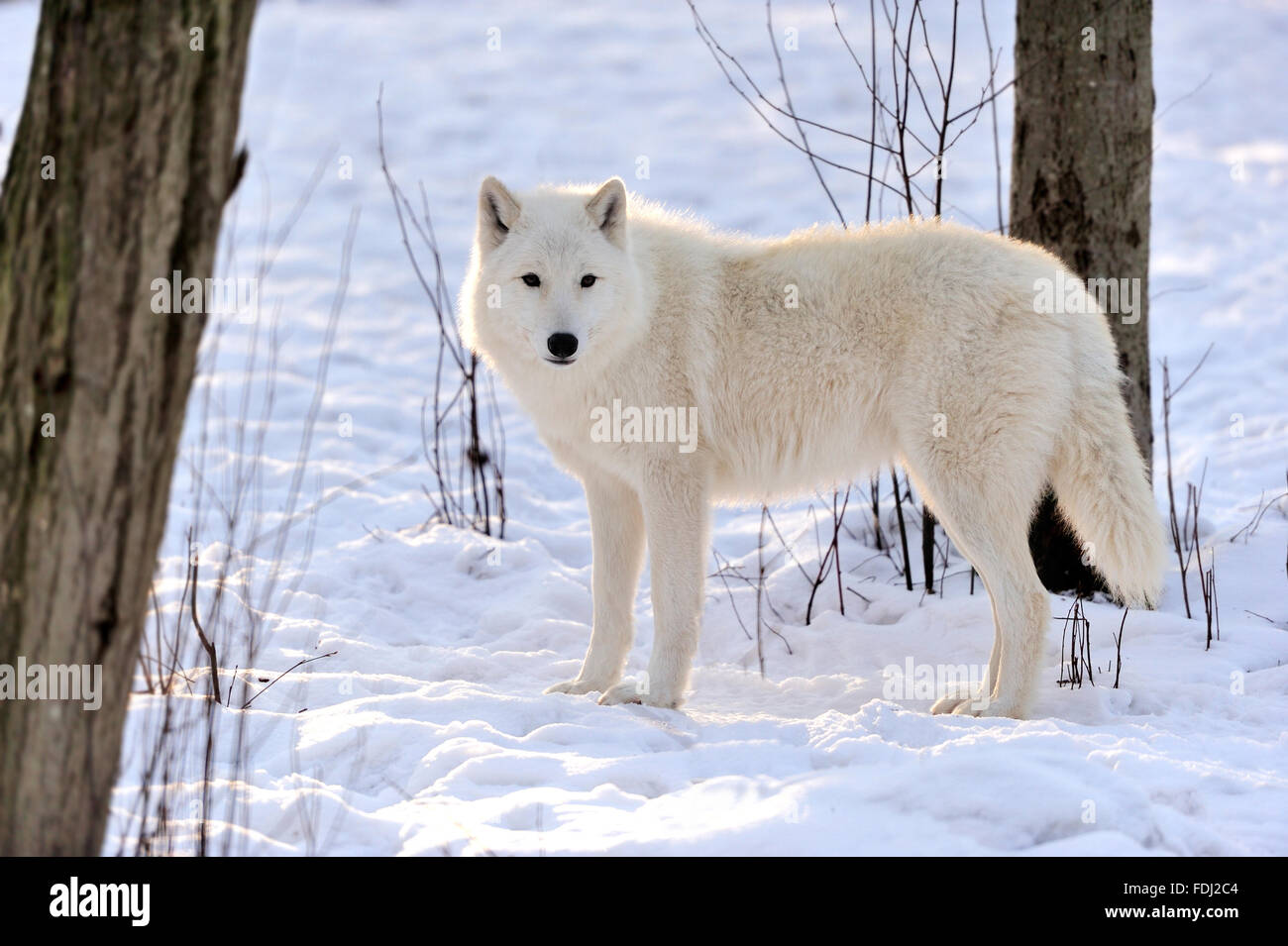 Saskatchewan Winter Stock Photos & Saskatchewan Winter Stock Images - Alamy