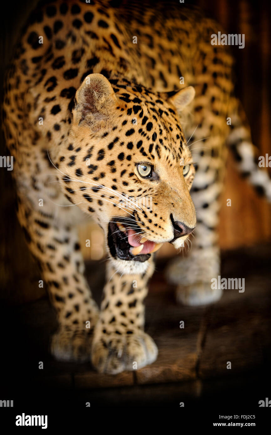 Eye of the leopard hi-res stock photography and images - Alamy
