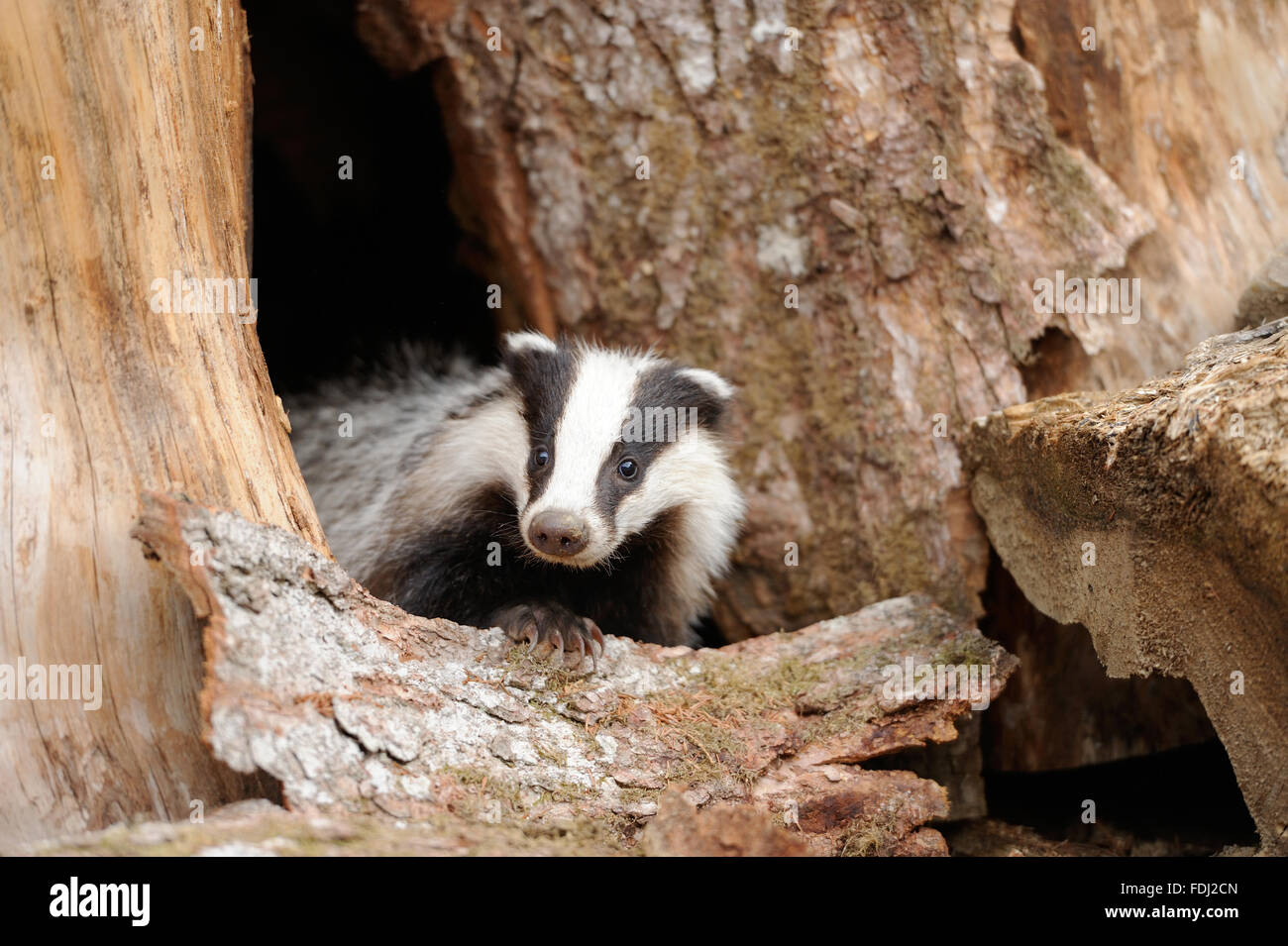 Badger near its burrow in the forest Stock Photo - Alamy