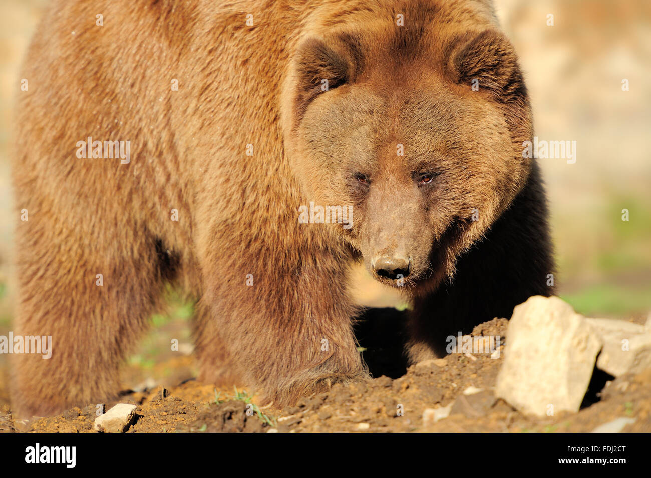 Big brown bear hi-res stock photography and images - Alamy