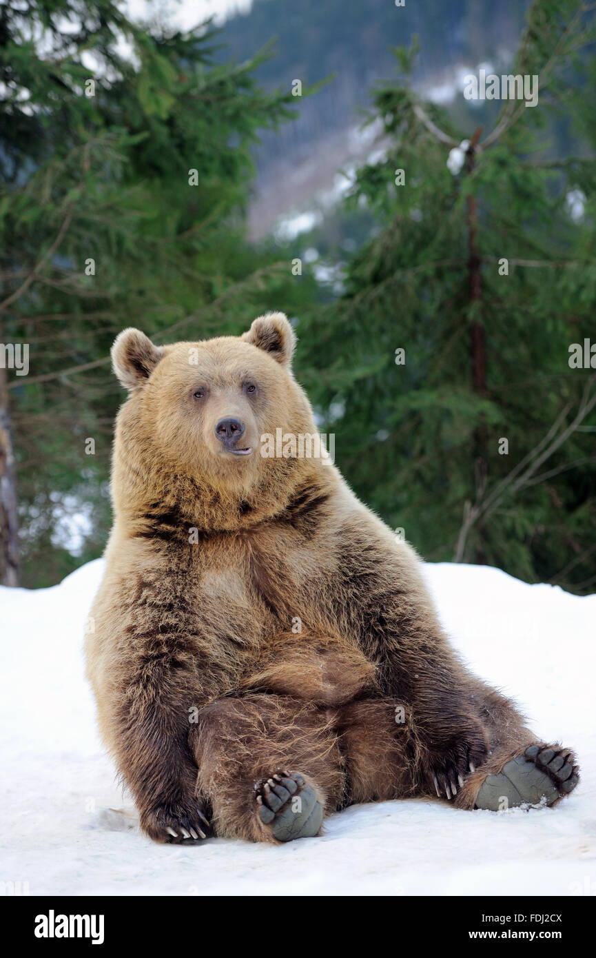 Big bear trees hi-res stock photography and images - Alamy