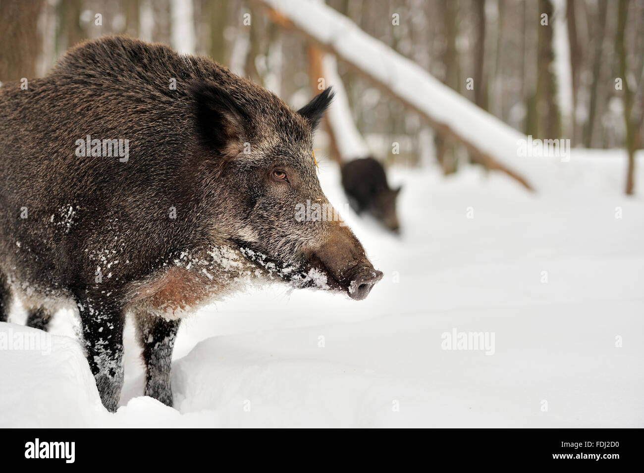 Boar tree hi-res stock photography and images - Alamy