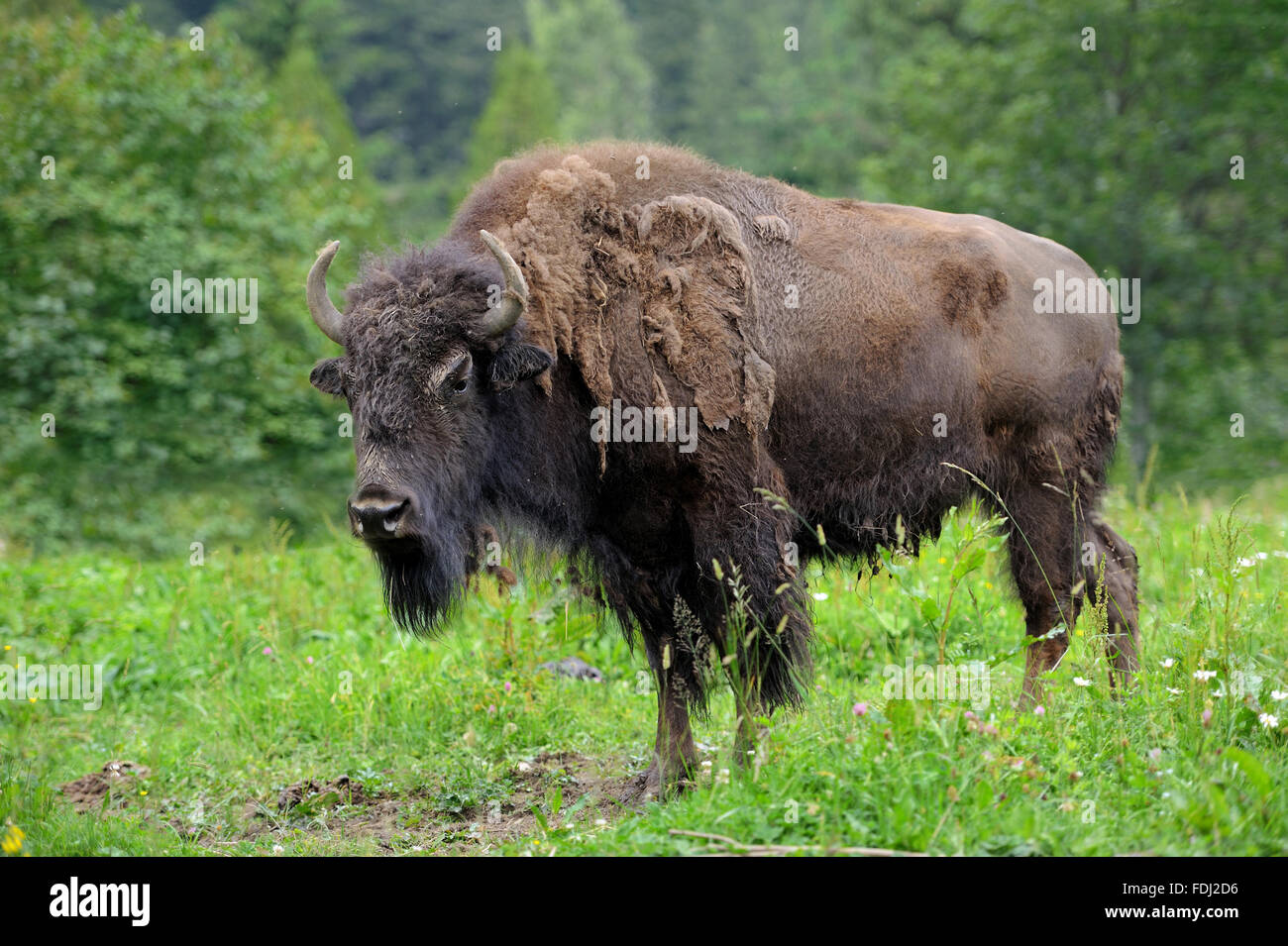 Bison are large hi-res stock photography and images - Alamy