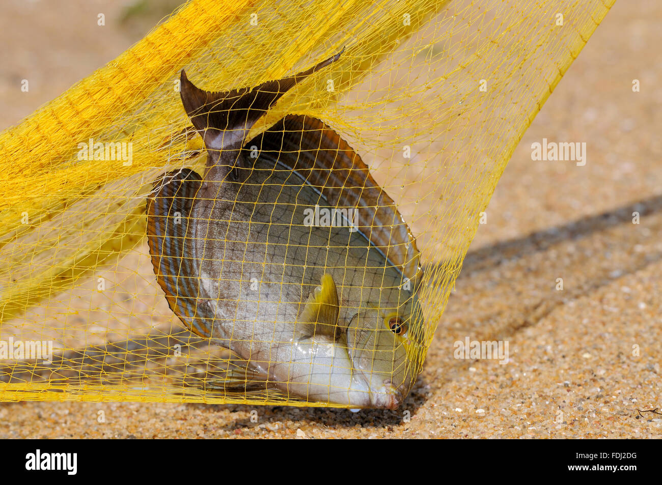 Big fish in a yellow fishing nets Stock Photo - Alamy