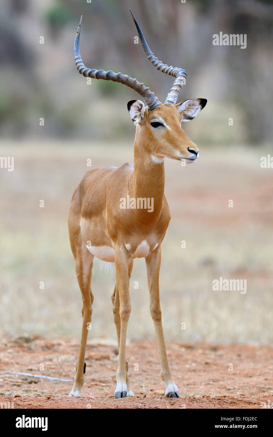Beautiful impala deer hi-res stock photography and images - Alamy