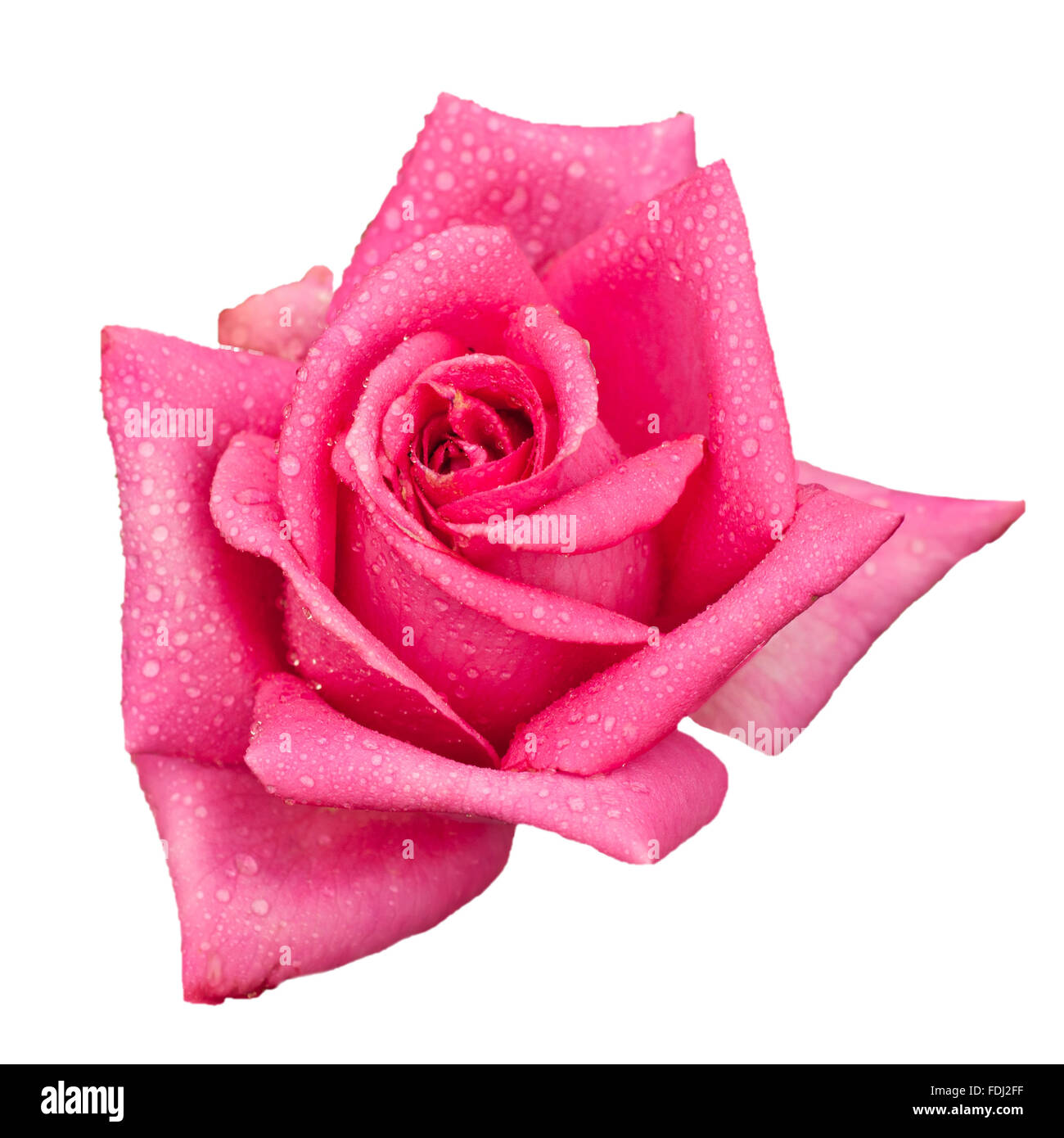 Pink rose isolated Stock Photo - Alamy
