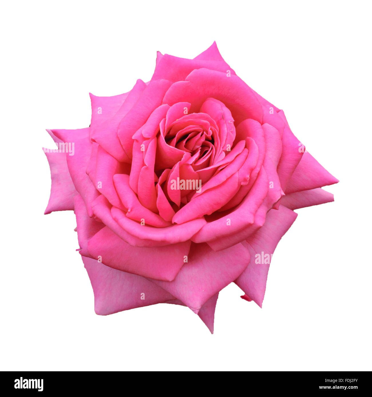 Pink rose isolated Stock Photo - Alamy