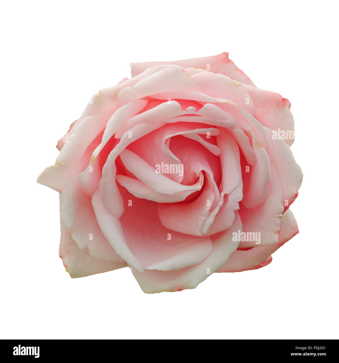 Pink rose isolated Stock Photo - Alamy