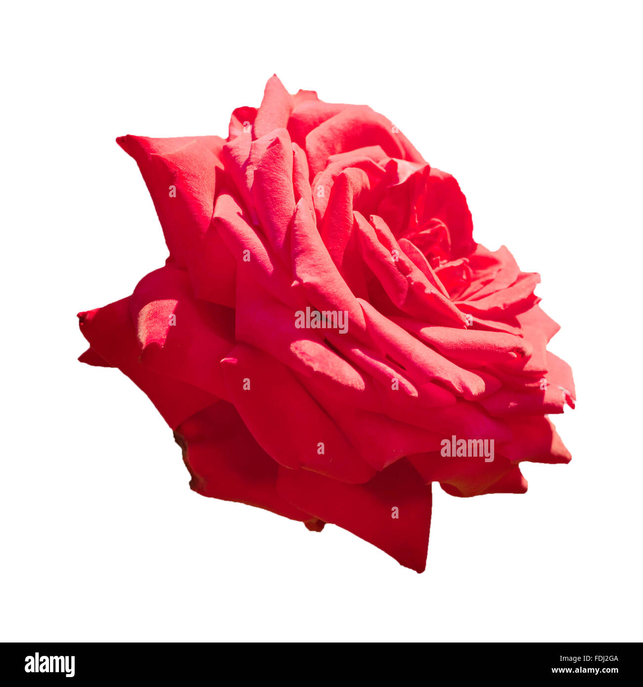 Red rose isolated Stock Photo - Alamy