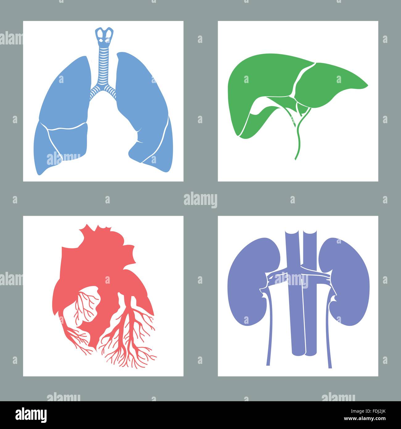 Set of human organs illustrations Stock Vector Image & Art - Alamy