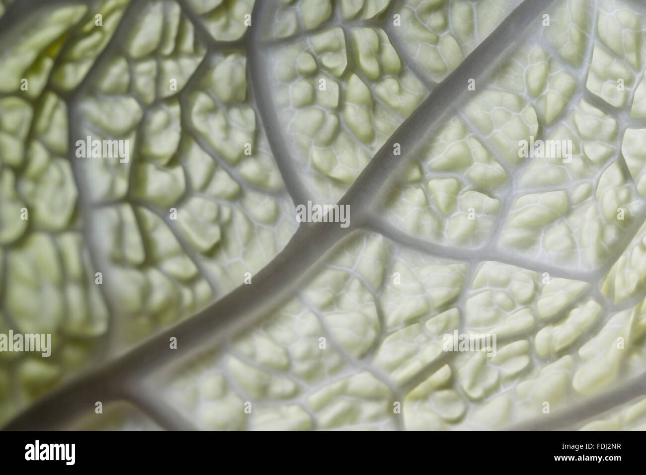 close up of the texture and patterns on a single savoy cabbage leaf ...