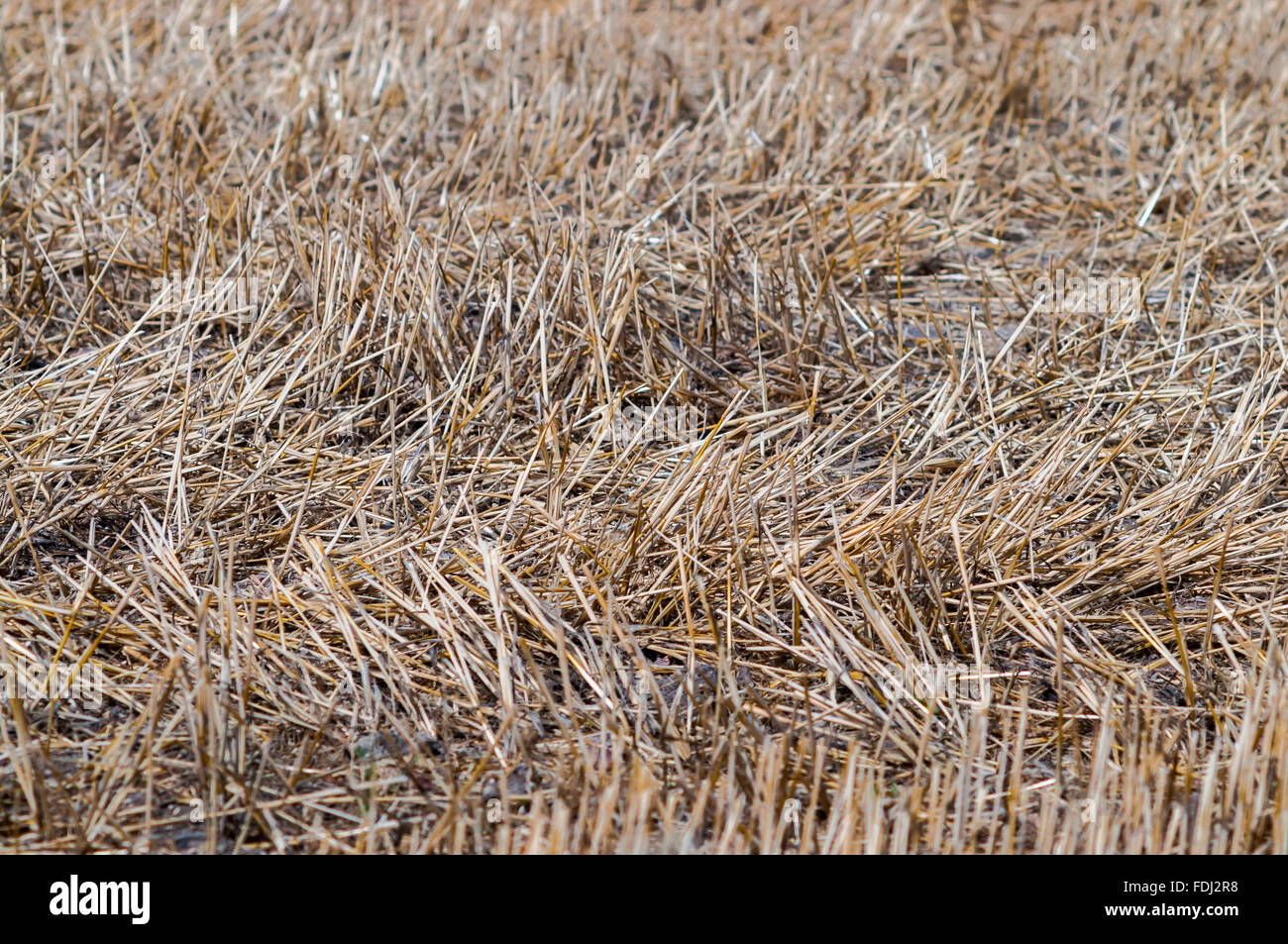 Wheat stubble field in hi-res stock photography and images - Alamy