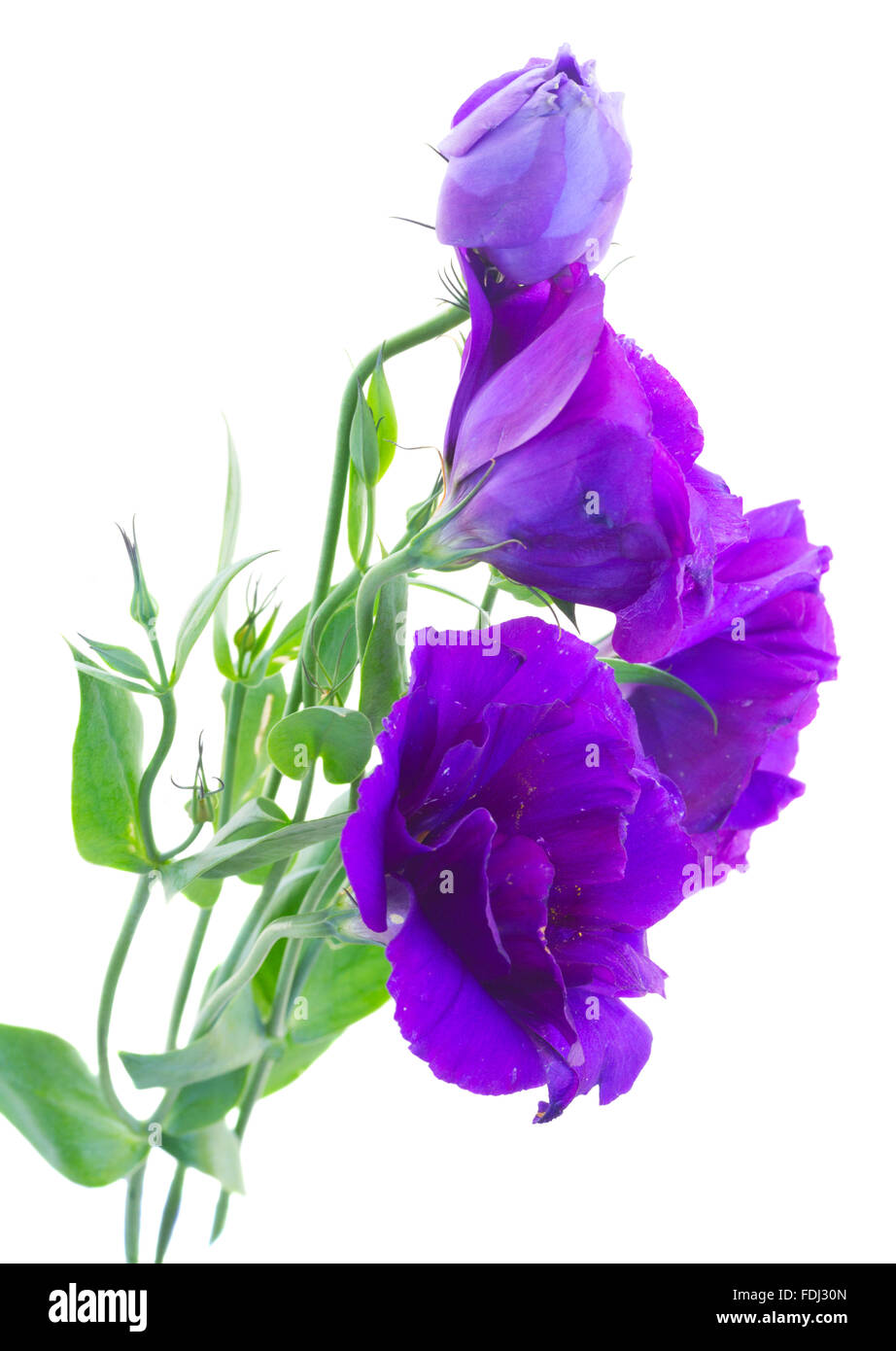 bouquet of violet eustoma flowers Stock Photo - Alamy