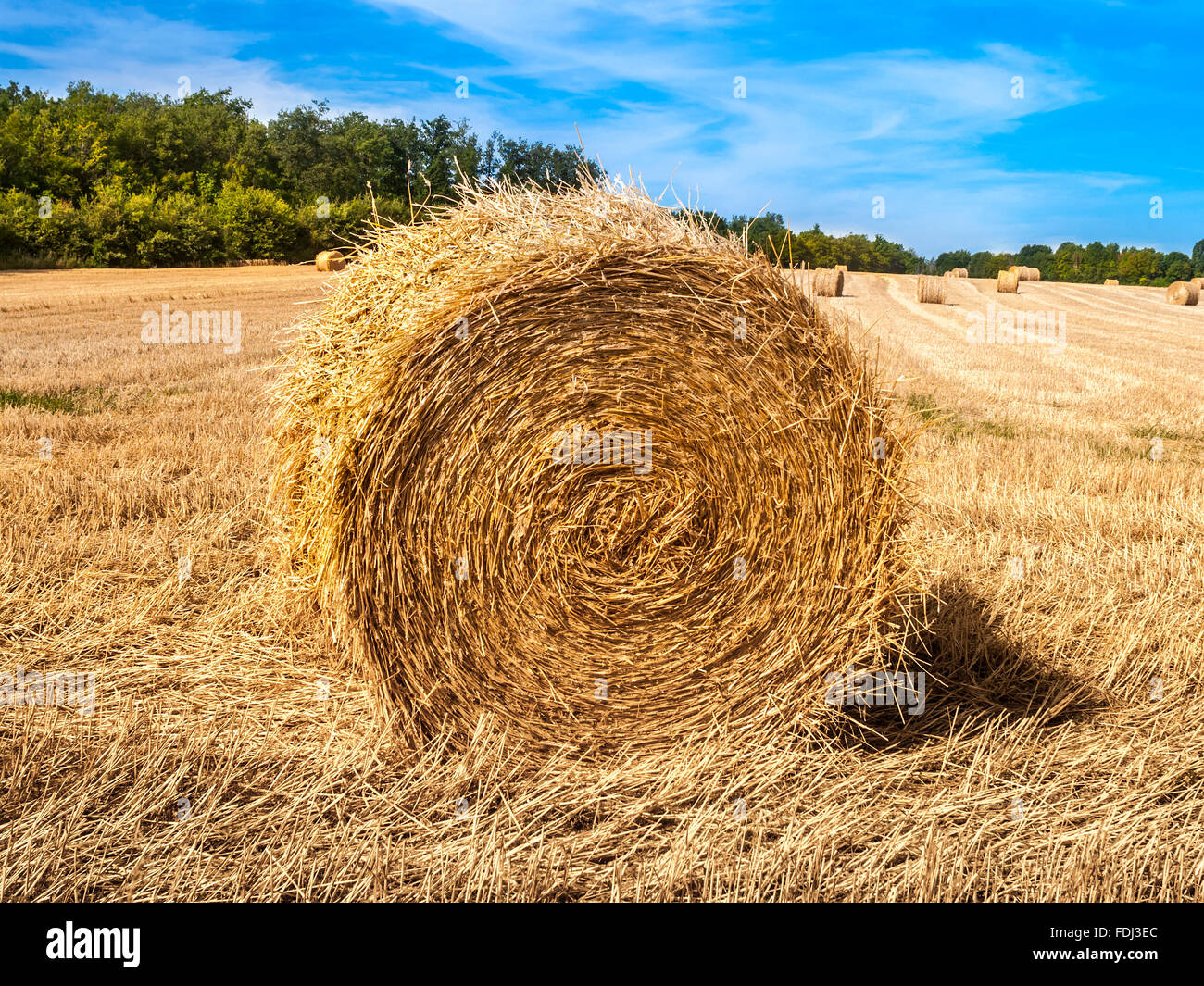 Rolls of straw wheat stems in field - France Stock Photo - Alamy