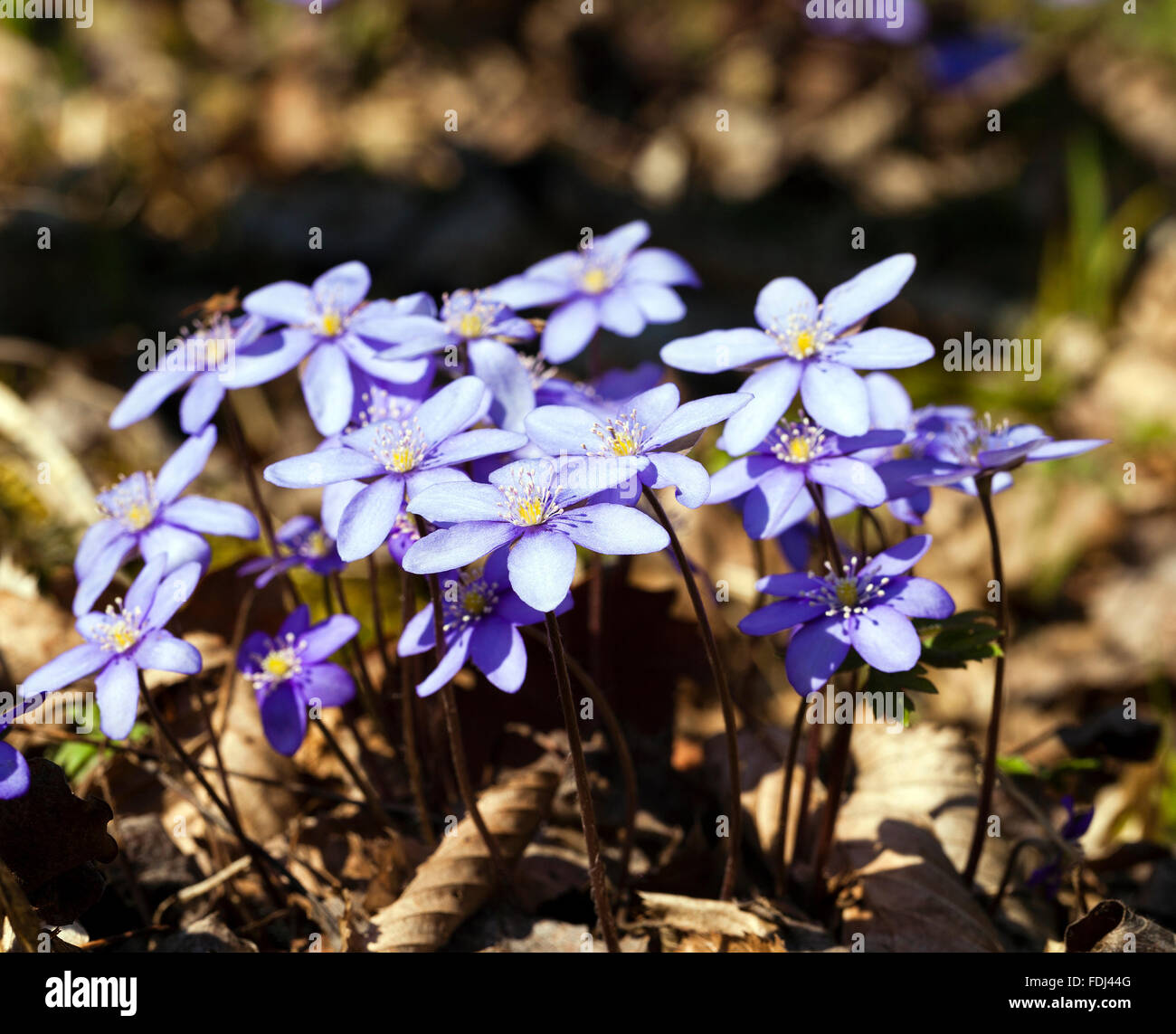spring flowers , forest Stock Photo - Alamy