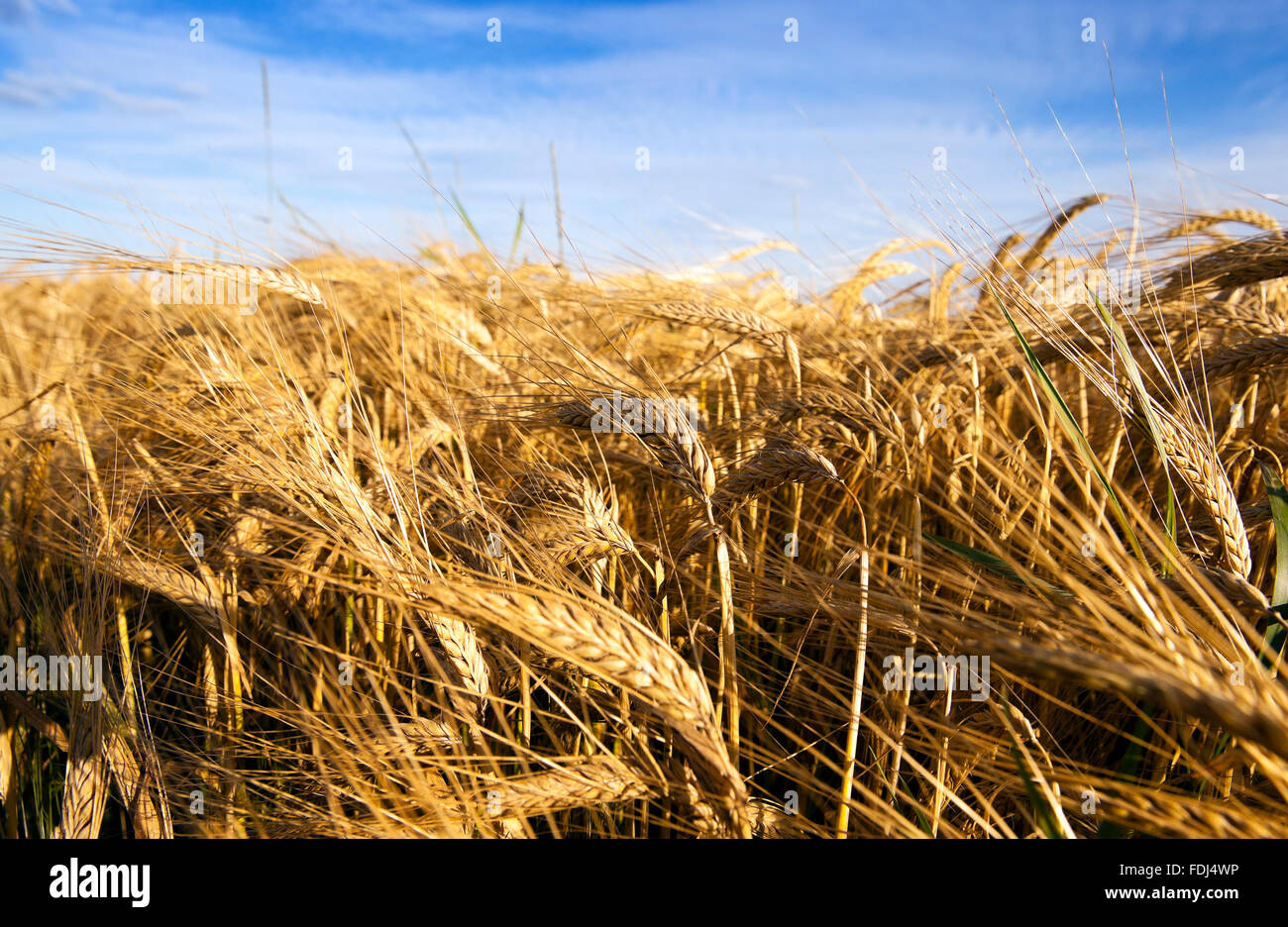 Ripe rye hi-res stock photography and images - Alamy