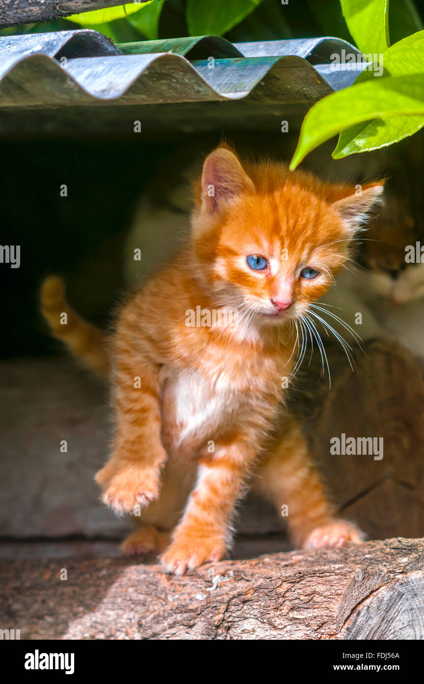 Ginger tom kitten - France Stock Photo - Alamy