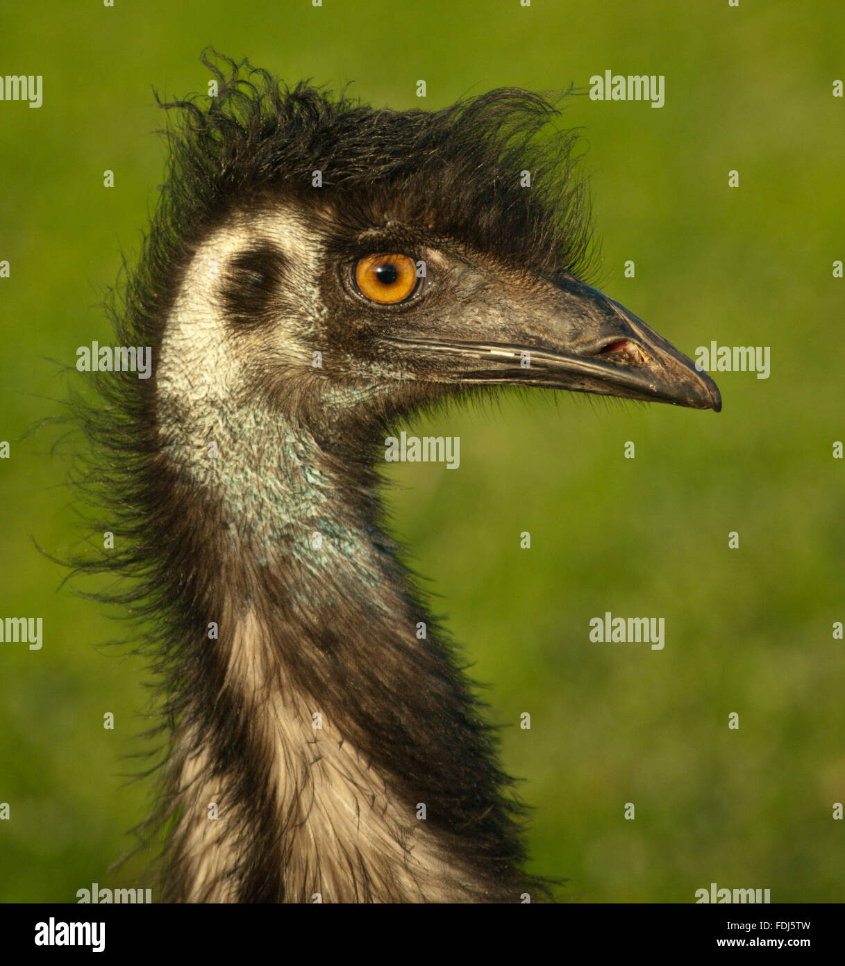 Emu eye hi-res stock photography and images - Alamy